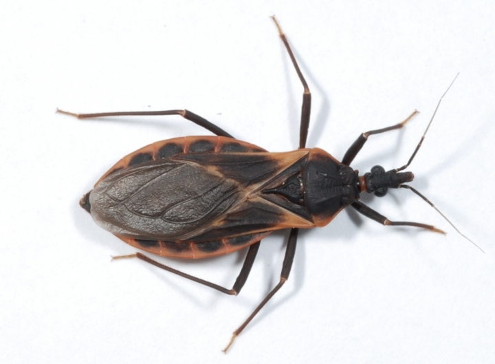 Dangerous Insects In Costa Rica